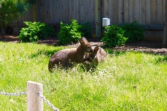 New Experiences at Brookfield Zoo Chicago: Bramsen Tropical Forests ...