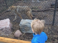 Visiting Cosley Zoo in Wheaton with Kids