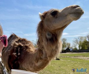 Insider's Guide to Taking Kids to the Drive-Thru Safari in Lake Geneva