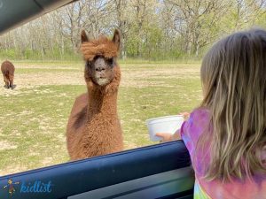 Insider's Guide to Taking Kids to the Drive-Thru Safari in Lake Geneva