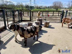 Meet the Animals at The Children's Farm in Palos Park