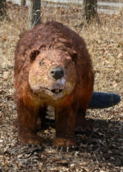 New Experiences at Brookfield Zoo Chicago: Bramsen Tropical Forests ...