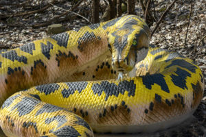 Ice Age Giants Opens on April 1 and Insider Tips for Brookfield Zoo