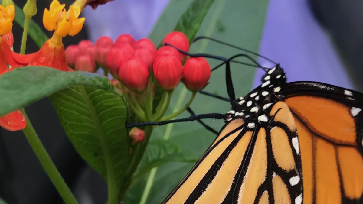 Nature Clubs This Summer at Salt Creek Butterfly Farm