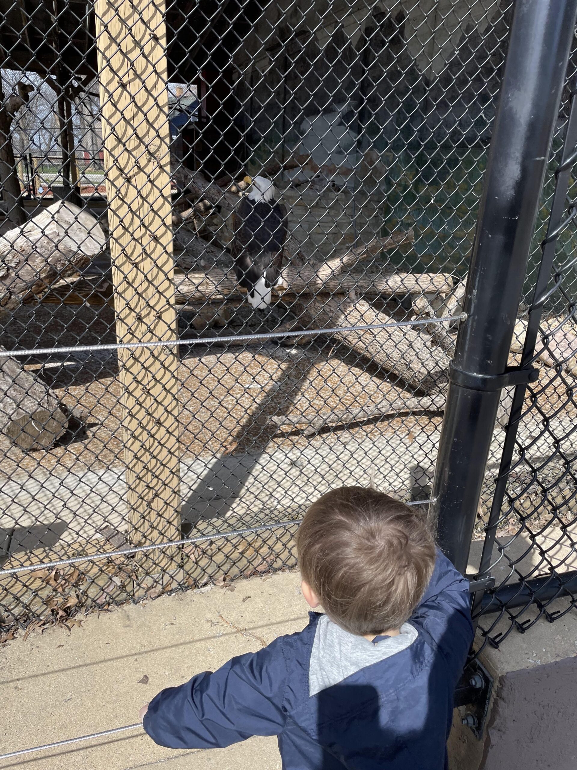 A Visit to Phillips Park Zoo in Aurora