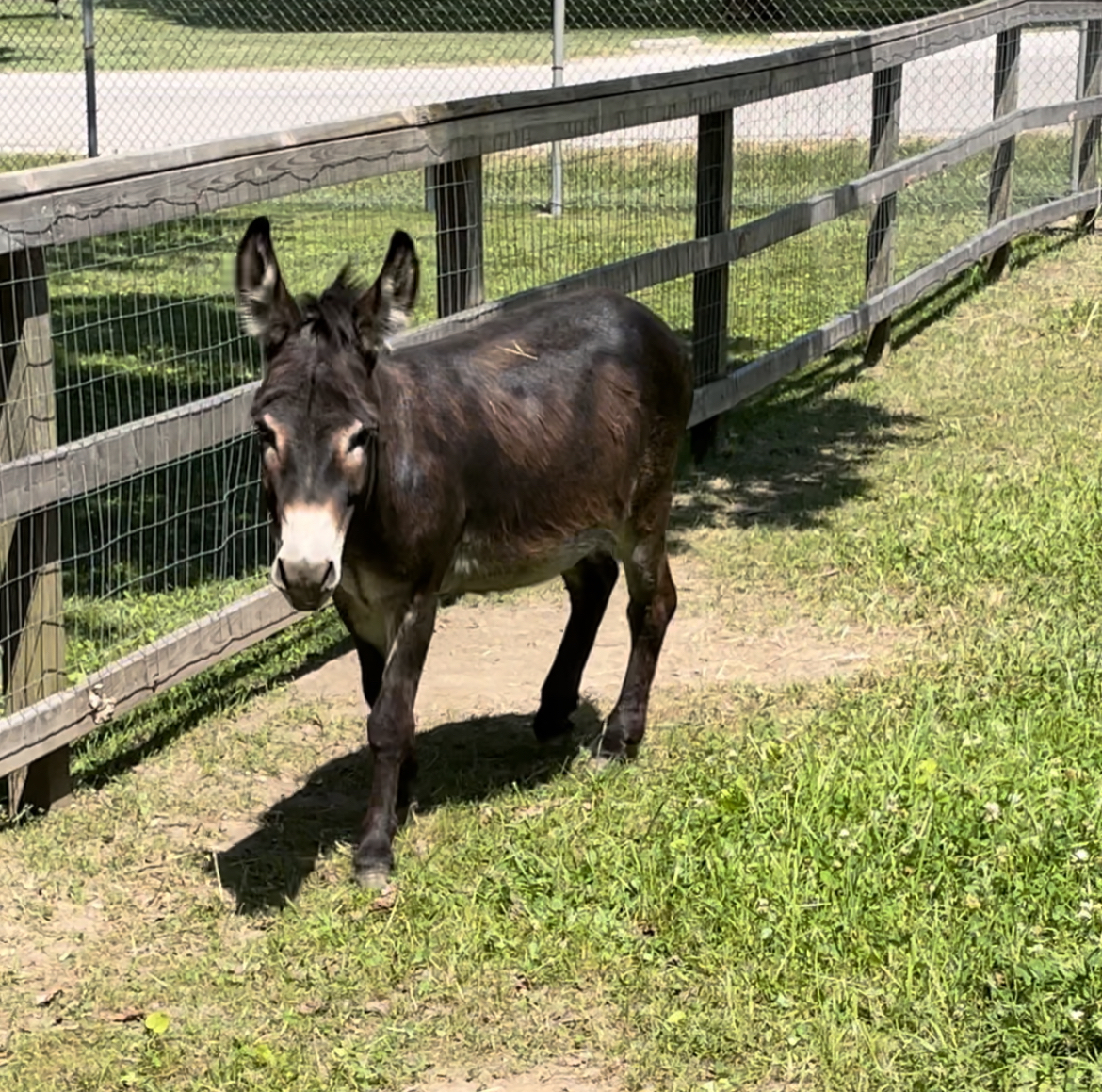 Lords Park in Elgin Combines a Museum, Zoo, Aquatic Center, and More in ...
